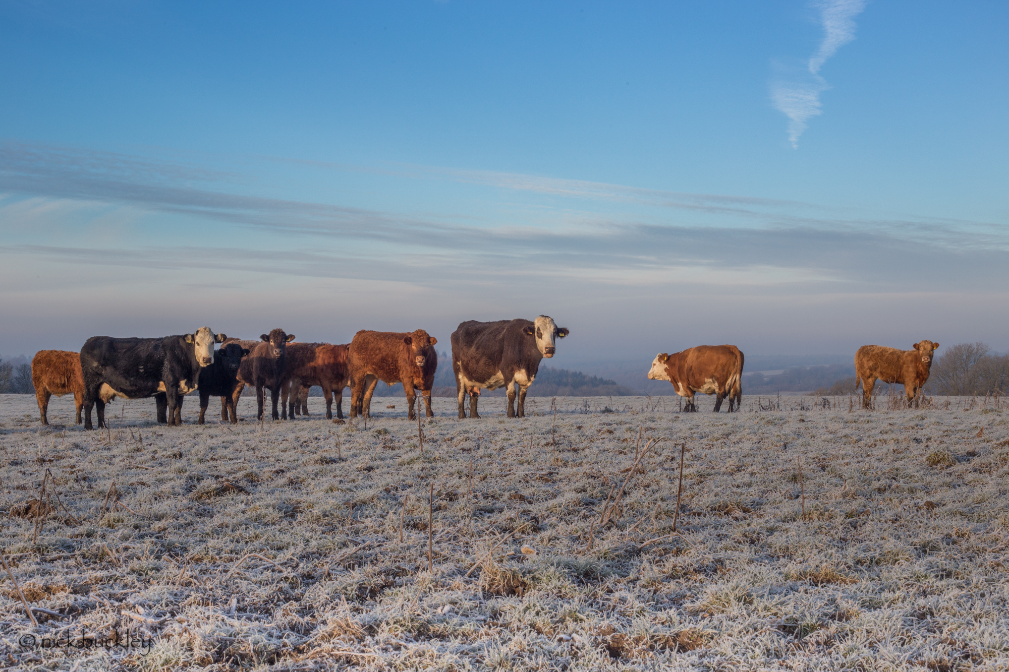 frosty-morning-cows-2000pxwm-5812 - nick buckley get's serious