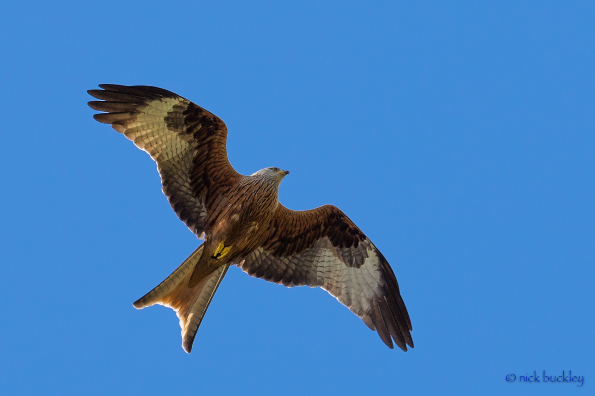 red-kite-over-head-2000pxwm-6387 - nick buckley get's serious